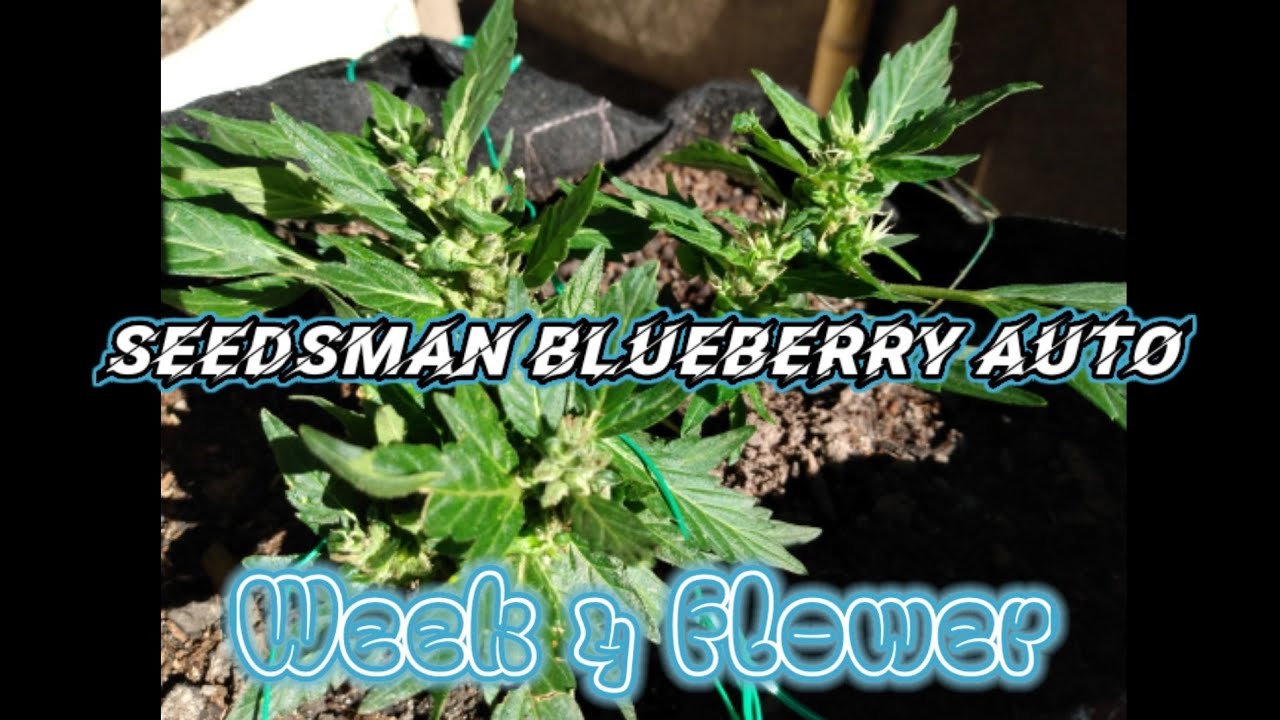 Seedsman Blueberry Auto||Week 4 Flower - YouTube