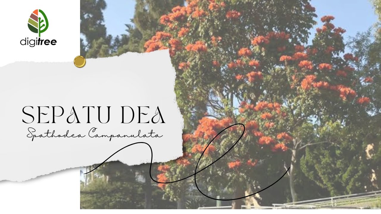 DIGITREE - SEPATU DEA - YouTube