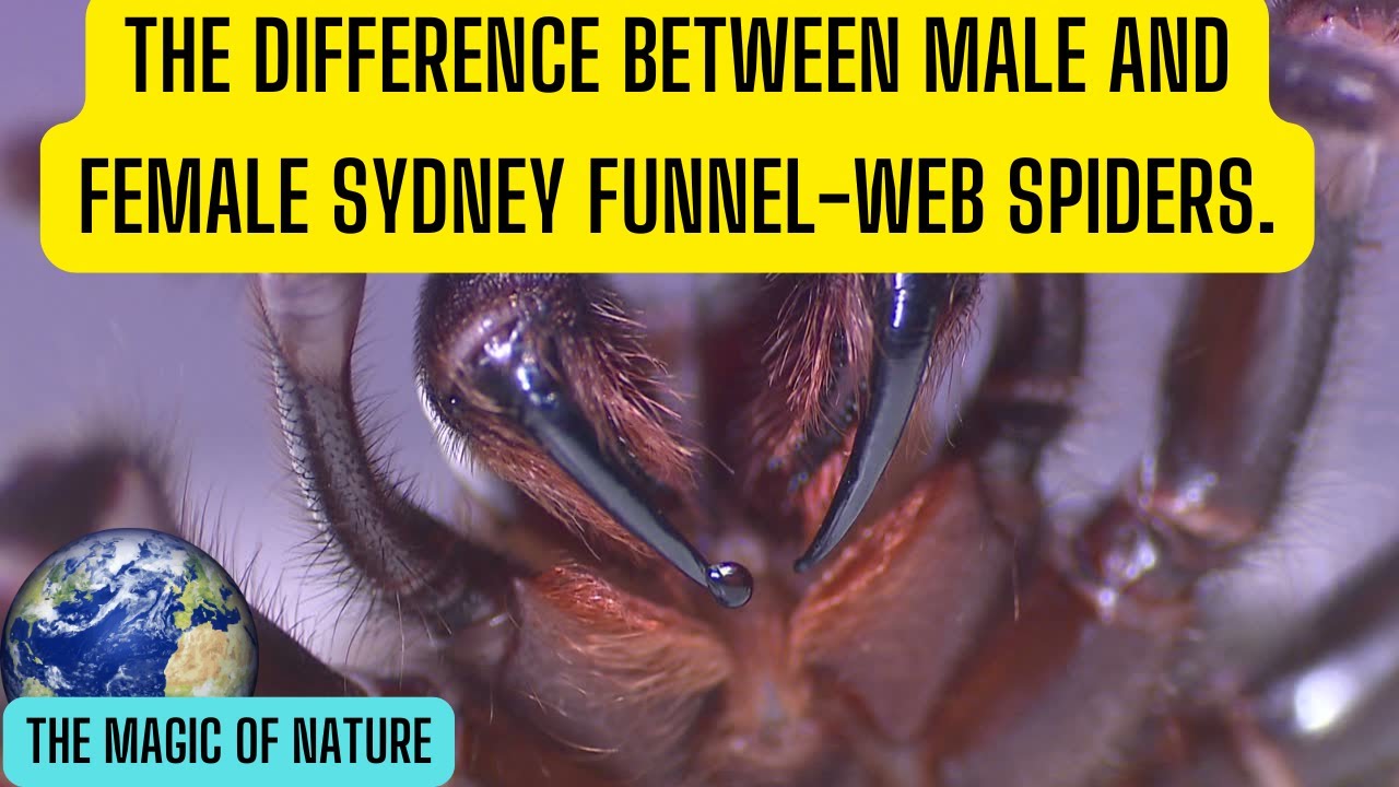 The Difference Between Male and Female Sydney Funnel Web Spiders. - YouTube