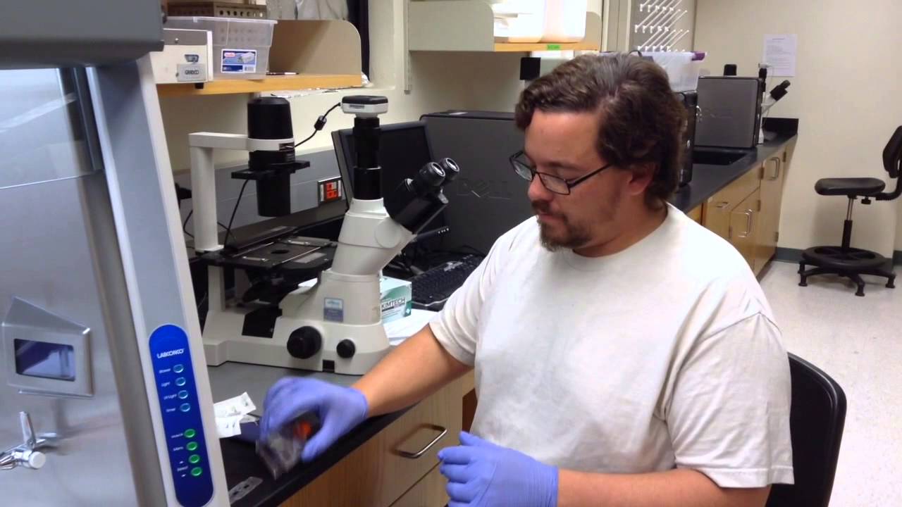 Splitting Adherent Cells (Biology 513 - Cell Culture) - YouTube