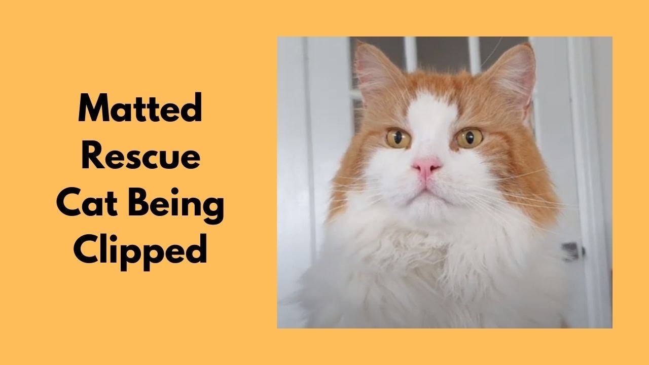 Matted Cat Being Clipped - YouTube