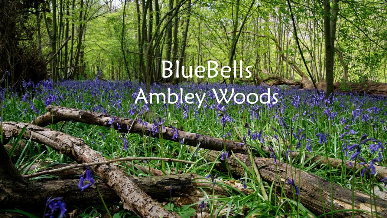 BlueBells in Ambley woods in kent, by drone - YouTube