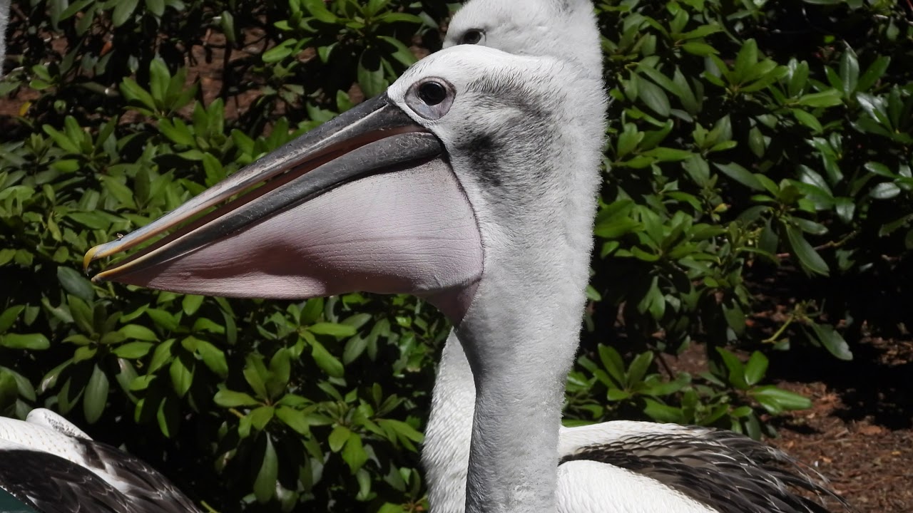 Pelican cools himself with his throat pouch - YouTube