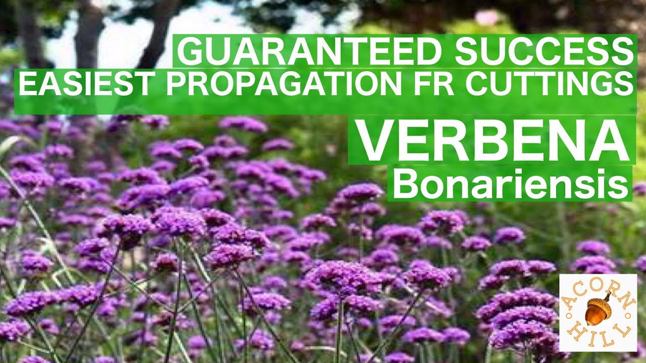 THE EASIEST PLANT PROPAGATION D.I.Y. VERBENA BONARIENSIS.MAKE FREE ...