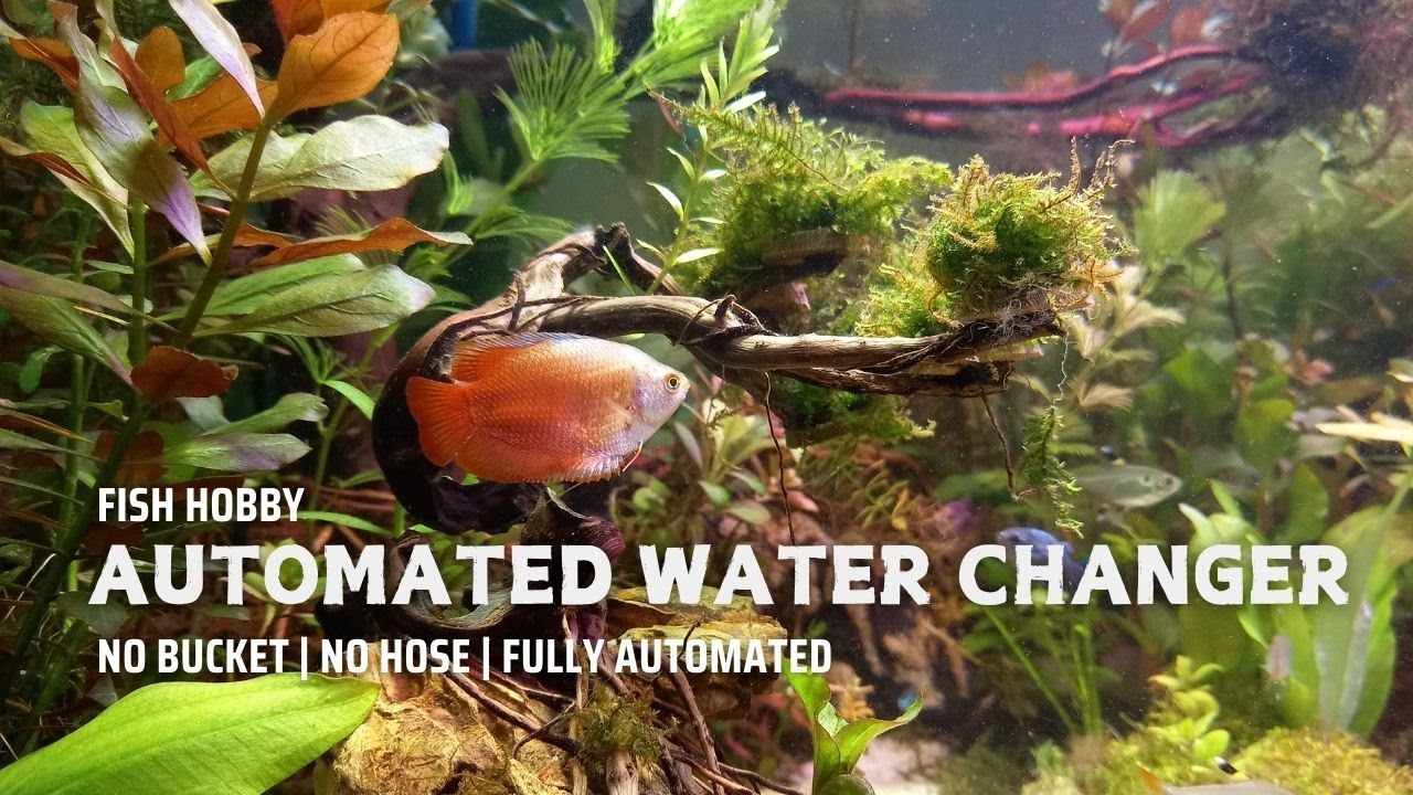 Remote Access/Scheduled Automated Aquarium Water Changer - YouTube