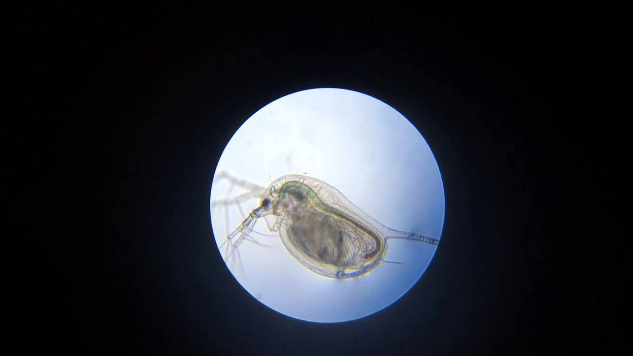 Daphnia - Under Microscope - YouTube