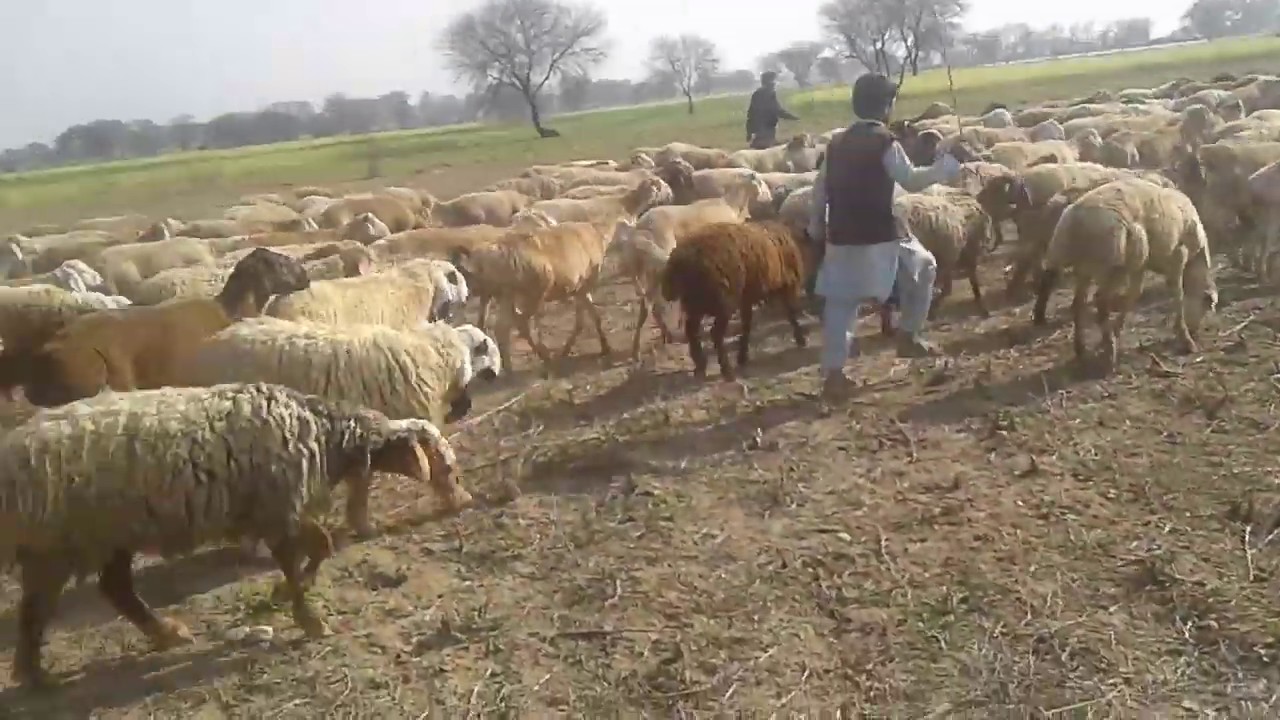 Sheep farming in pakistan | Sheep farming in my village - YouTube