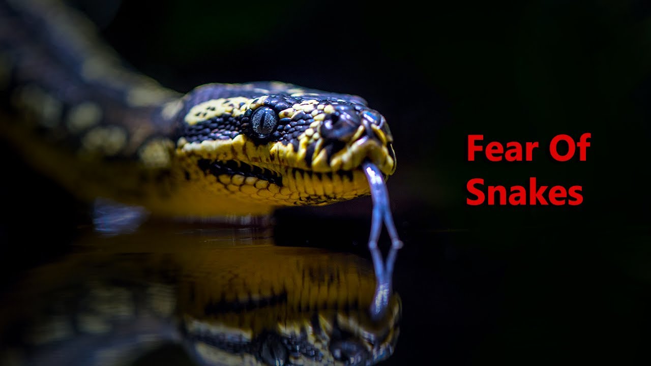 Animal Communication Basics : Fear Of Species - Snakes - YouTube