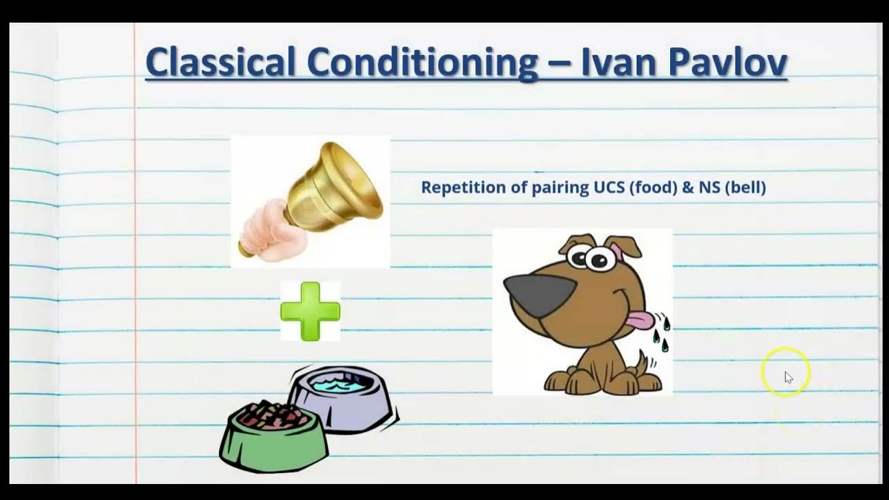 Classical Conditioning - Pavlov - The Psychology of Learning - Stage 2 ...