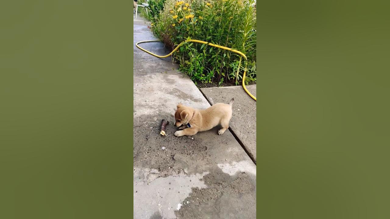 Пулька 😍 - YouTube