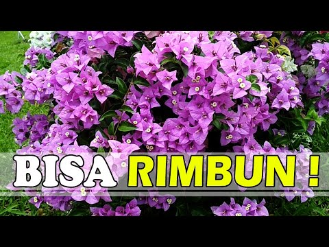 10 JENIS WARNA BOUGENVILLE (BUNGA KERTAS) YANG BISA BERBUNGA RIMBUN