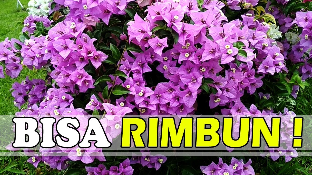 10 JENIS WARNA BOUGENVILLE (BUNGA KERTAS) YANG BISA BERBUNGA RIMBUN ...