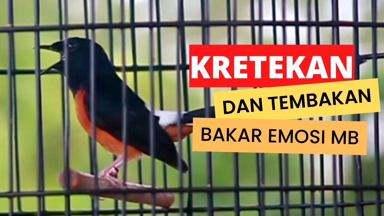 KRETEKAN MURAI BATU DI SERTAI TEMBAKAN DAN BESETAN MEMANCING EMOSI ...