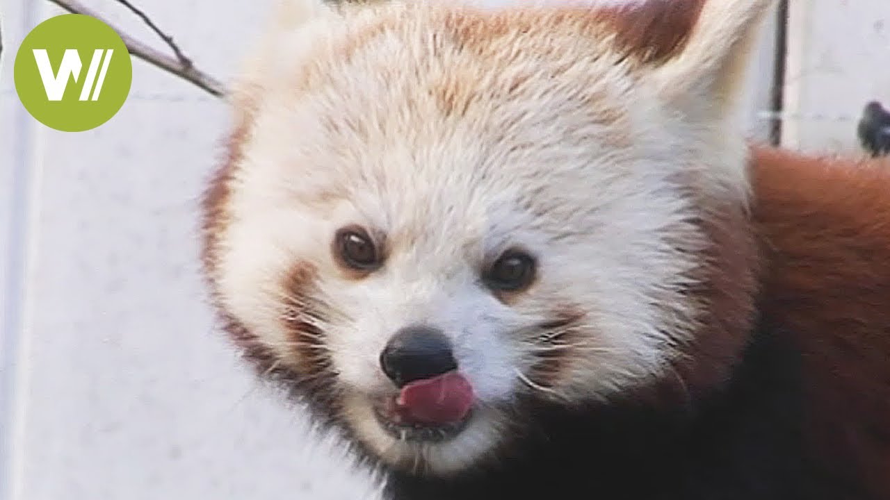 Rote Pandas: Die neuen Lieblinge im Opel Zoo - YouTube