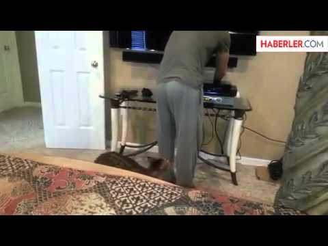 Kedi Sahibinin Poposunu Isırdı ÇOK KOMİK