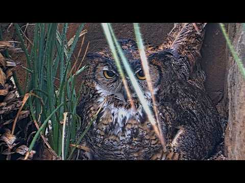Athena The Great Horned Owl Shakes Off The Rain | April 2, 2026