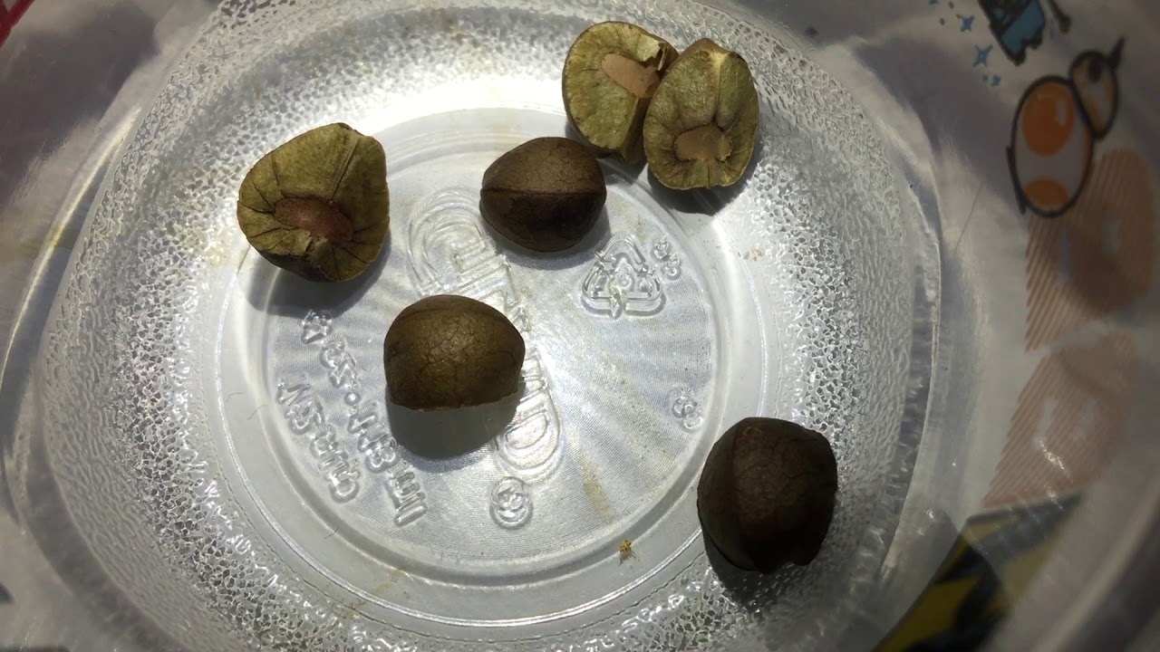 Mexican Jumping Beans pt1 - YouTube