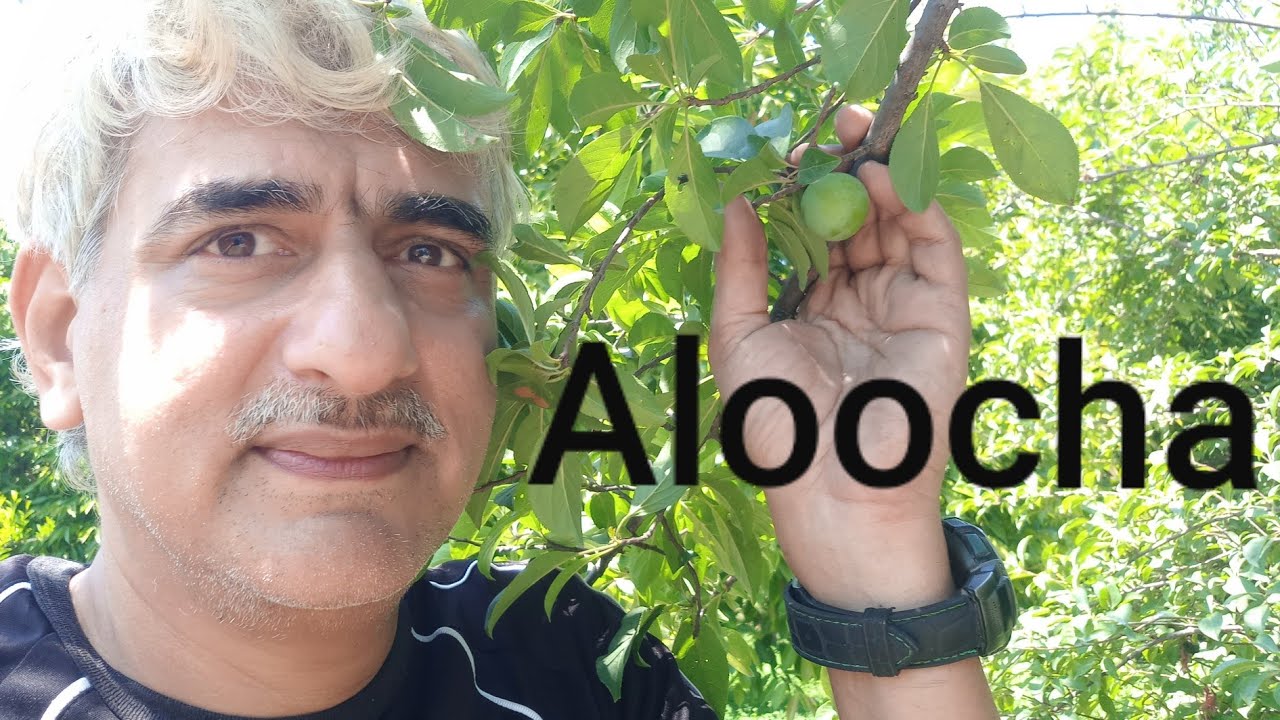 Aloocha on Fruiting in my Farm House - Save Nature - Engineer Ka Bagh # ...