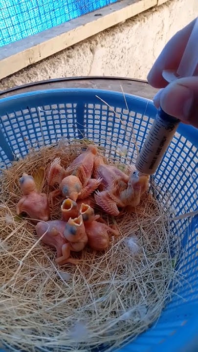 Java Sparrow Chicks 😍 - YouTube