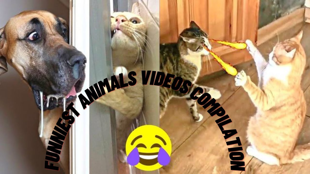 FUNNY Pet Fails 😂 - BEST Animal Compilation - YouTube