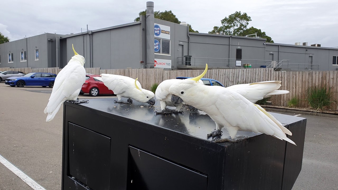 Sulphur Crested Cockatoo Flock