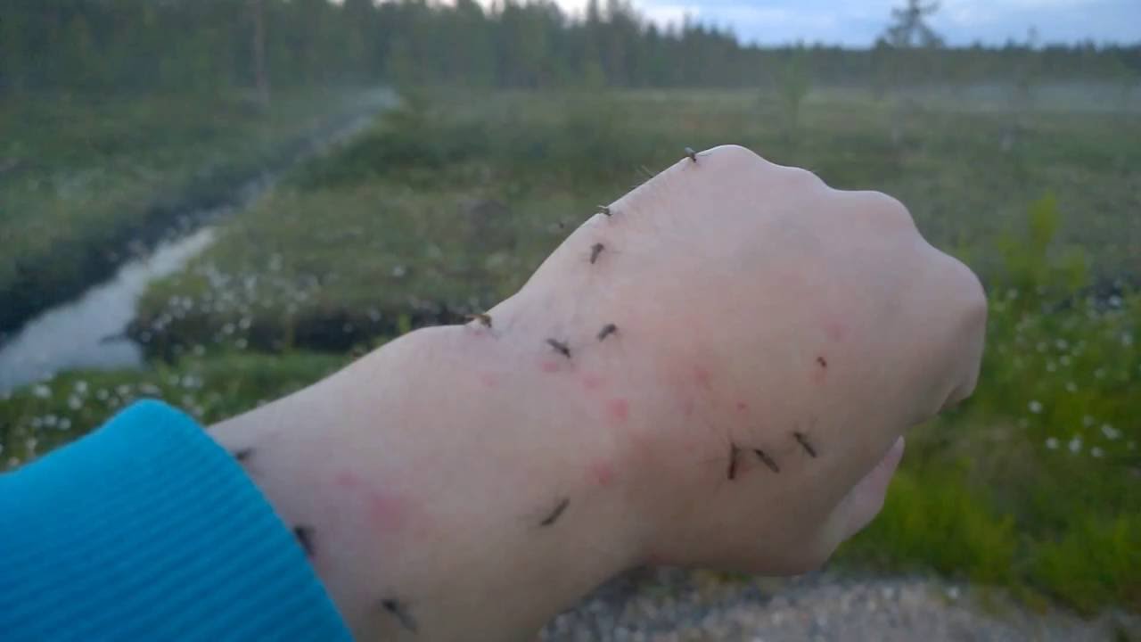 Matti YouTube Channel Analytics and Report - NoxInfluencer