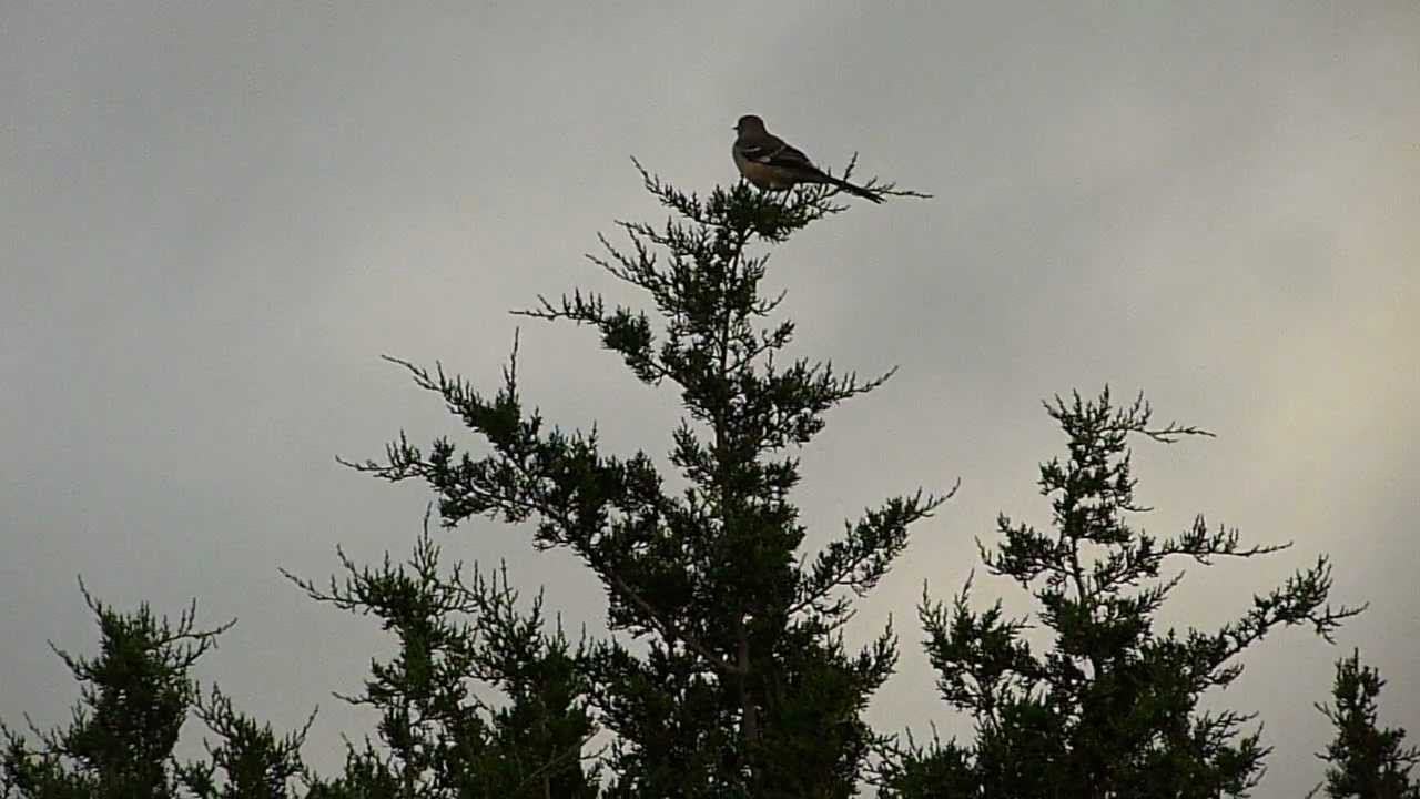two mockingbirds singing - YouTube