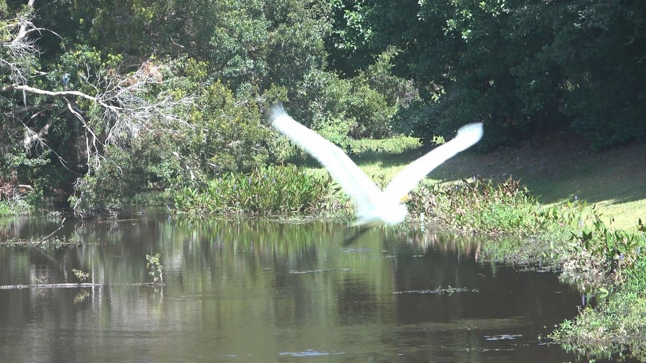 Water Wading Birds & Alligators Gather at the Main Route for Fish Entry ...