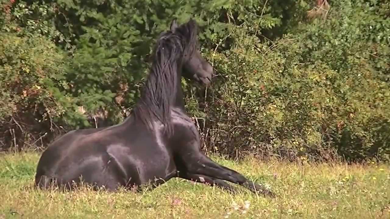 Midnight Stallion - YouTube