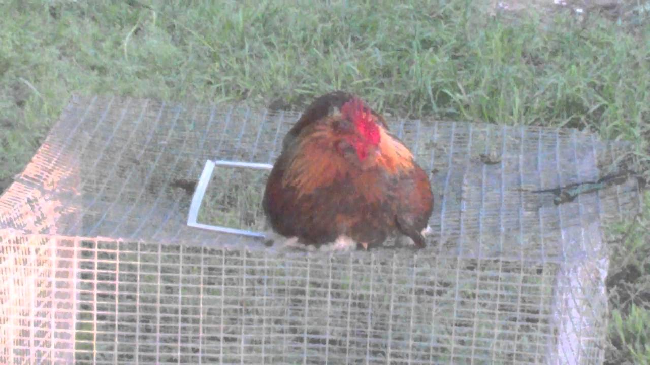 Rooster adopts baby chickens - YouTube