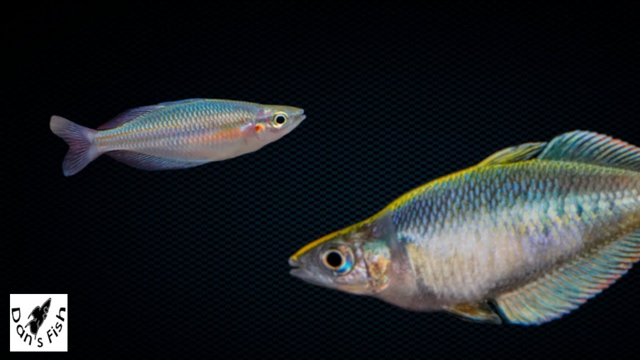 30+ Rainbowfish Species | New Fish Tour - YouTube