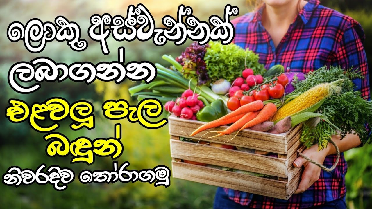 සාර්ථක වගාවකට අවශ්‍ය පැල නිවරදිව තෝරාගනිමු | ගෙවතු වගාව | ගොවි ගෙදර ...