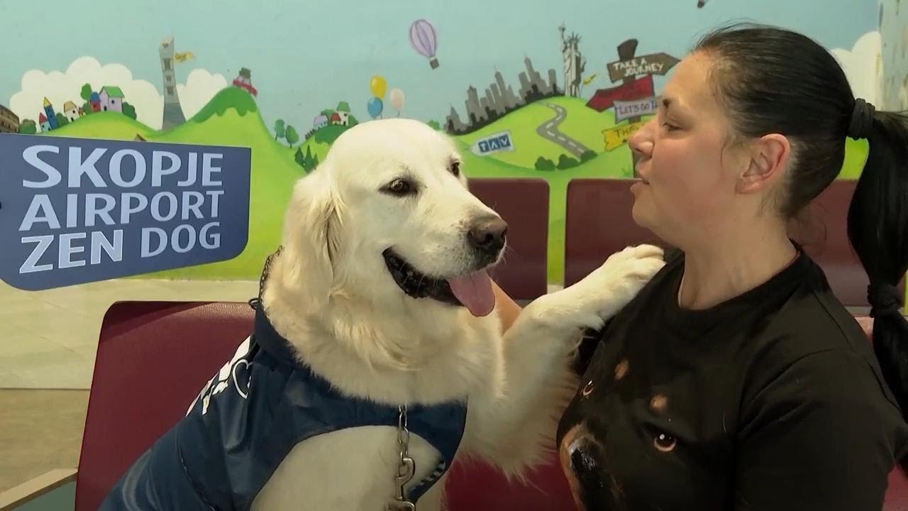 Dino the zen dog helps calm stressed passengers at North Macedonia ...