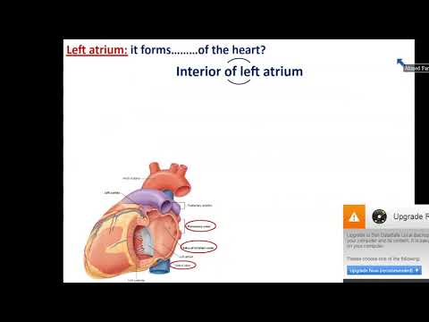 Internal Features of the Heart (Part 1) - The Atria - YouTube