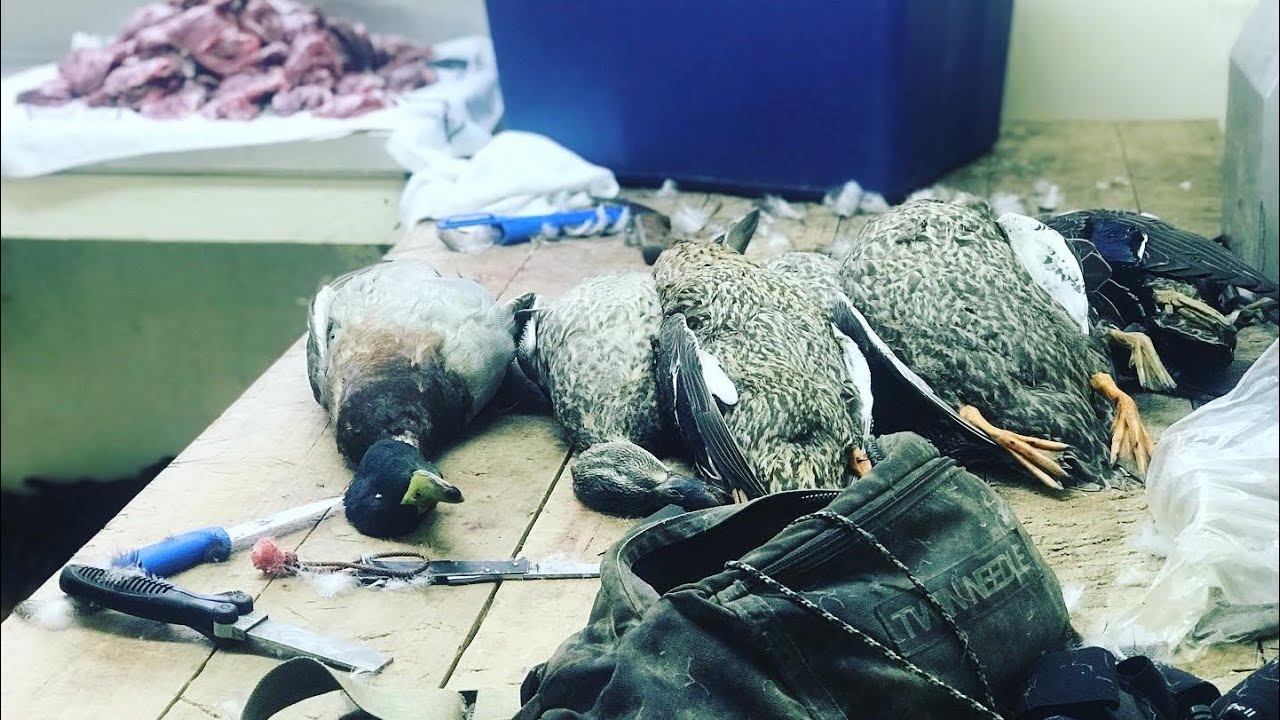Chasing Birds - Duck Hunting in the Waikato - YouTube