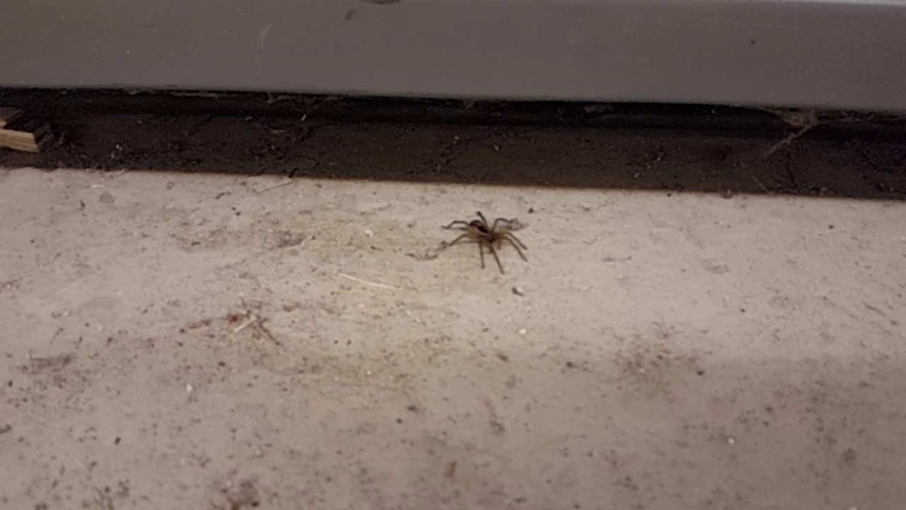 Slow-mo spider kill with Bug-A-Salt gun - YouTube