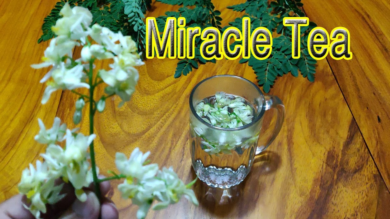 Moringa Flower Tea Fat Loss, BP Control And More Incredible Benefits Of ...