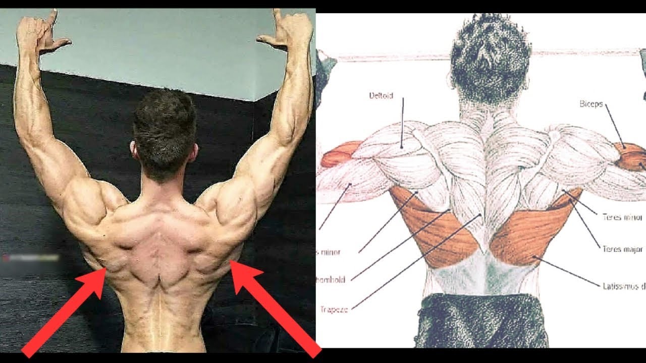 5 BEST EXERCISES FOR BACK | BACK WORKOUTS - YouTube