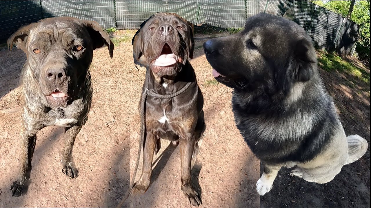 Cane Corso Emphatically Hoards New Toys During Training | Loki | Obi ...