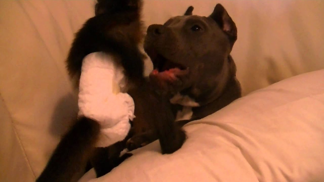 Capuchin Monkey Attacks Pitbull - YouTube