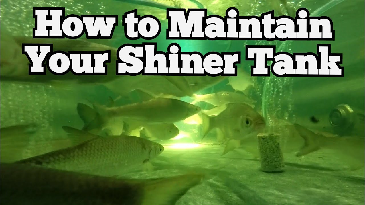 How to maintain your wild shiner tank - YouTube