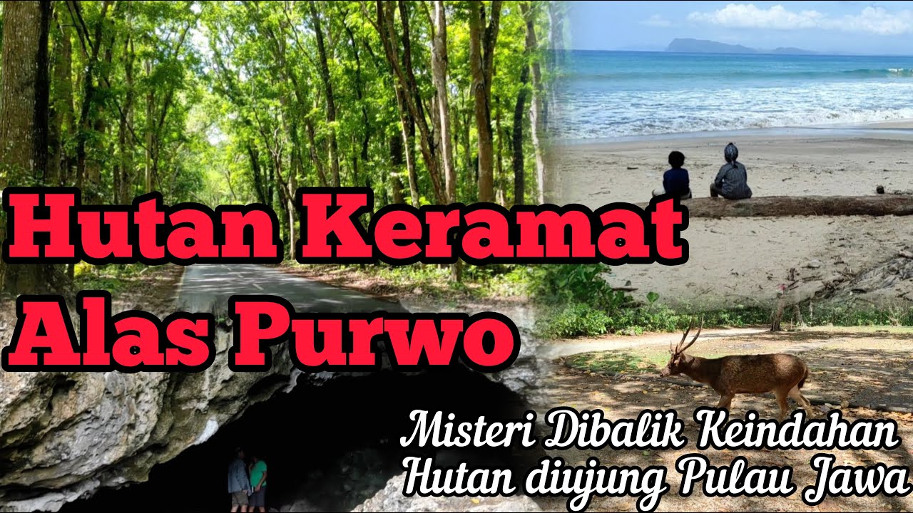 Hutan Keramat Alas Purwo||Misteri Dibalik Keindahan Alas Purwo Hutan ...