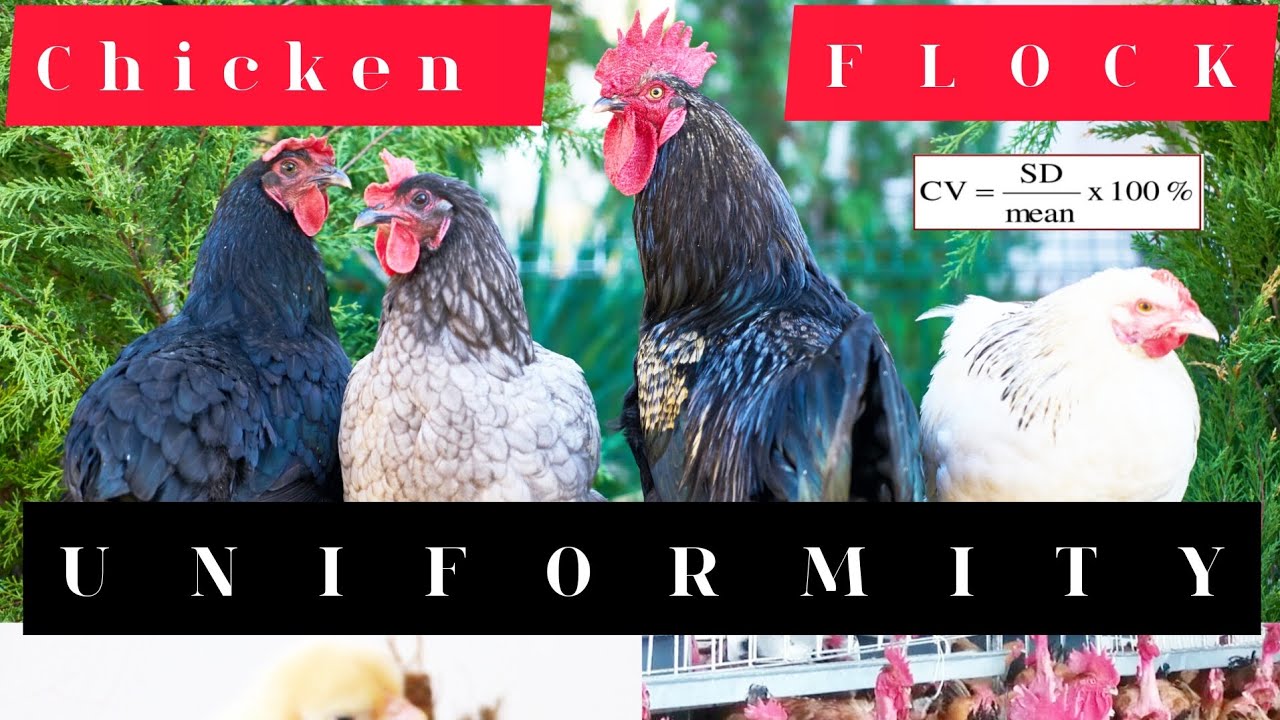 The importance of Uniformity Chicken? - YouTube