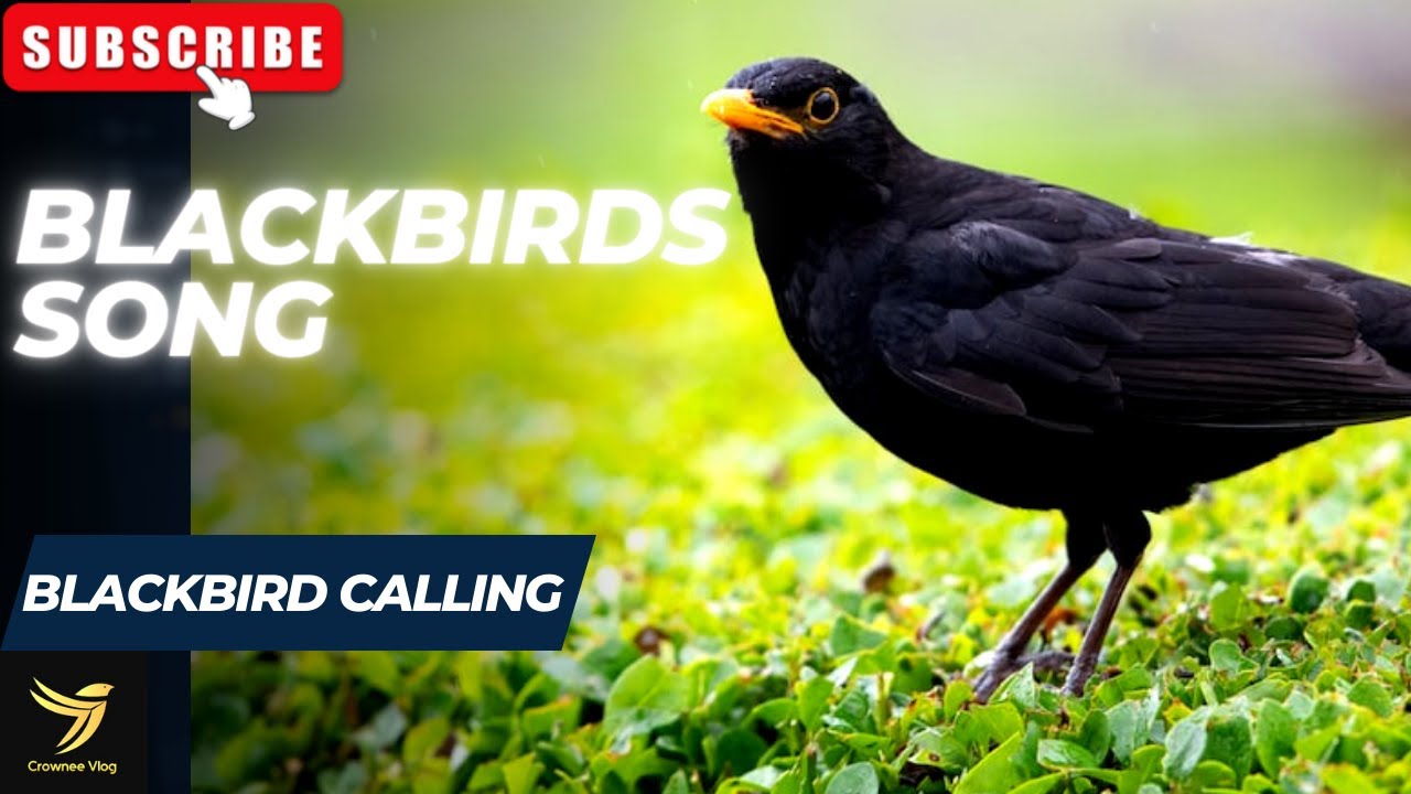 Blackbirds Song Blackbird calling sound - YouTube