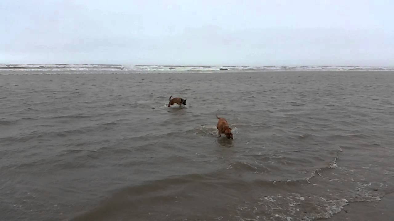 Slow motion dogs - YouTube