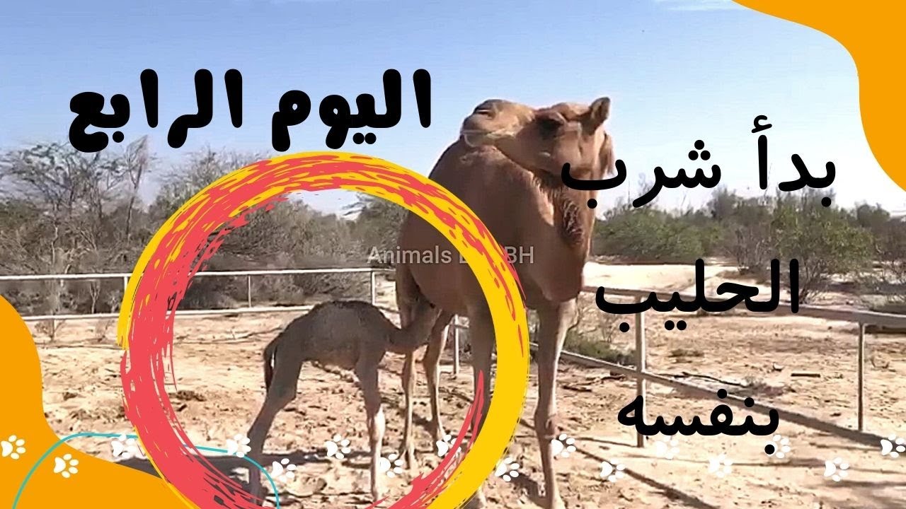 ولادة الناقة / بداية الاعتماد على النفس للمولود القعود ( سبحان الله) / Baby Camel First Steps ...