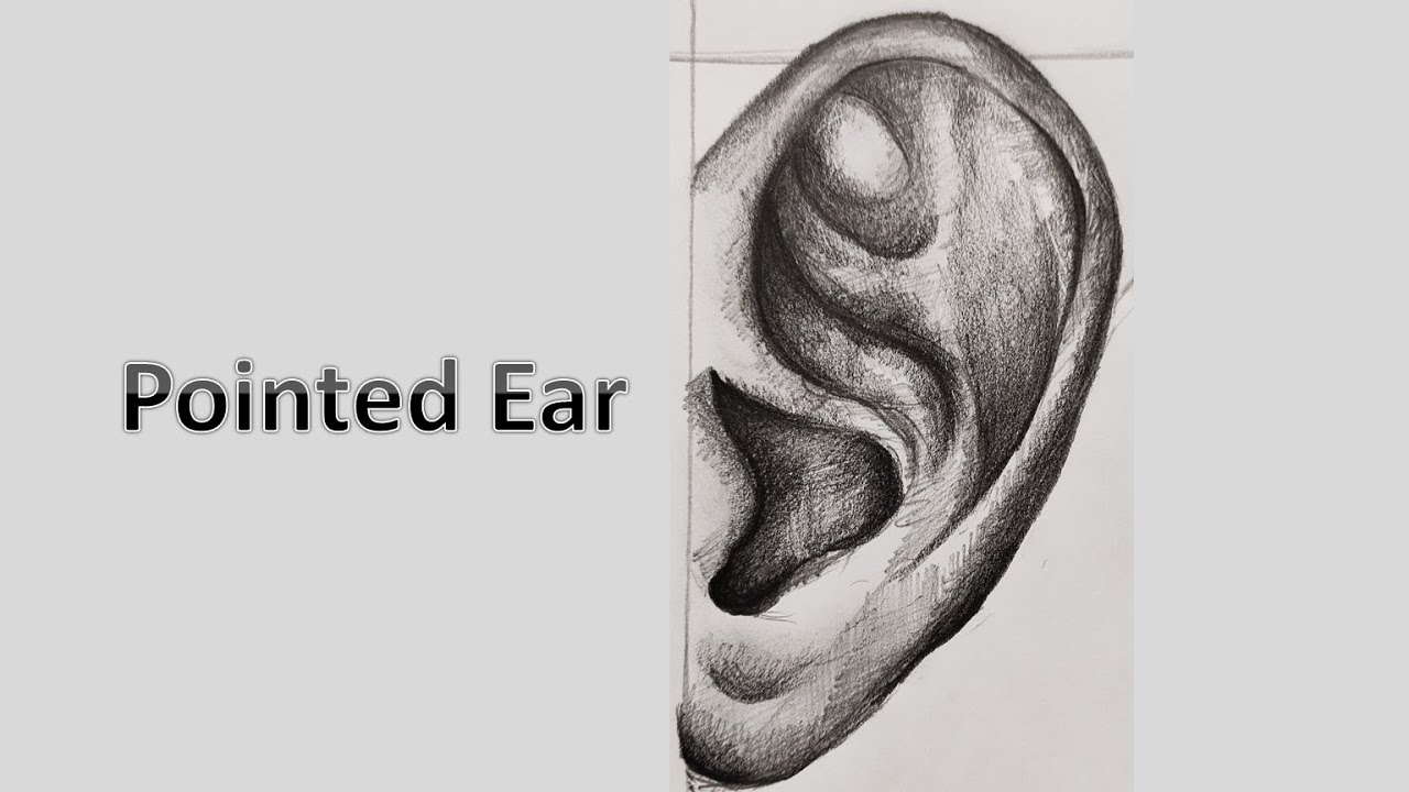 Shaira's Arts & Crafts School | Pencil Sketch Ep 21 | Human Ear ...