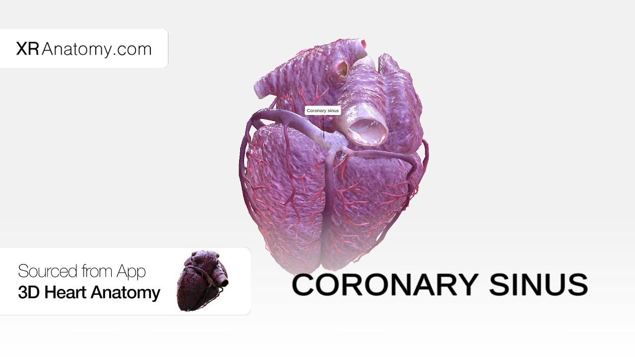Coronary Sinus Opening Dilated Coronary Sinus: An Indicator Of