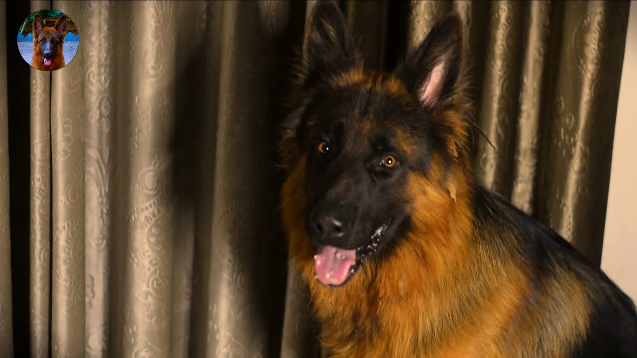 Rex Eating CHICKEN RICE - ASMR - YouTube