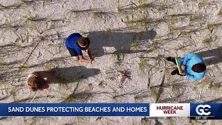 A million new plants taking root along Collier County Coast to prevent erosion